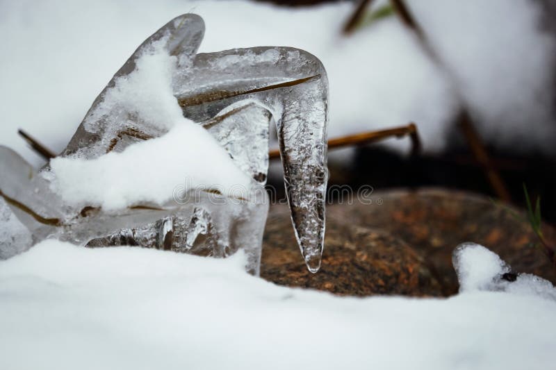 Ice Covered Reeds with Broken Tip and Frozen Thick Layer of Ice ...