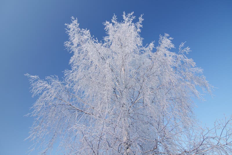 Ice-covered tree stock image. Image of landscape, winter - 12652027