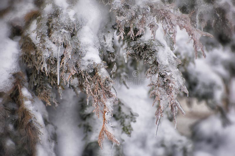 Ice Coated Tree after an Ontario Freezing Rain Storm Stock Image - Image of field, storm: 169319393