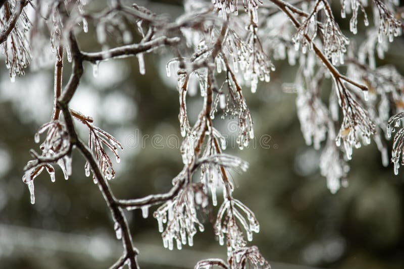 Ice-covered Tree Branched in the Freezing Rain Stock Image - Image of ...