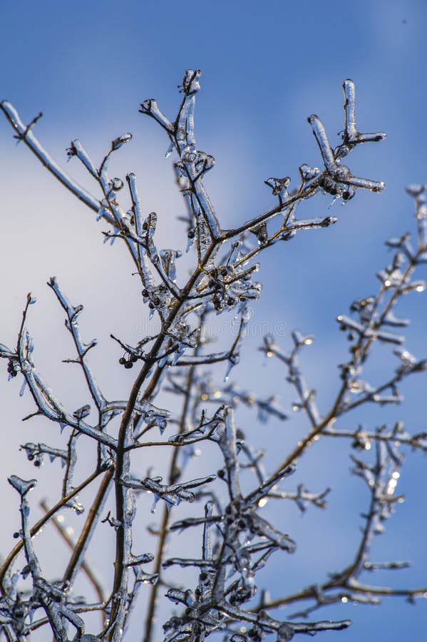 Ice Covered Tree Branches after a Freezing Rain in Ontario Stock Image ...