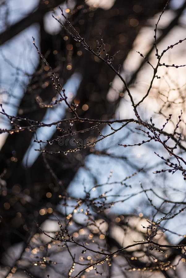 Ice Covered Tree Branches Reflecting Morning Light Stock Image - Image ...