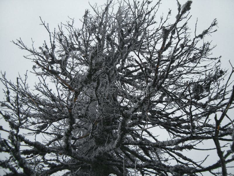 Ice Covered Tree stock image. Image of grey, white, branch - 84615633