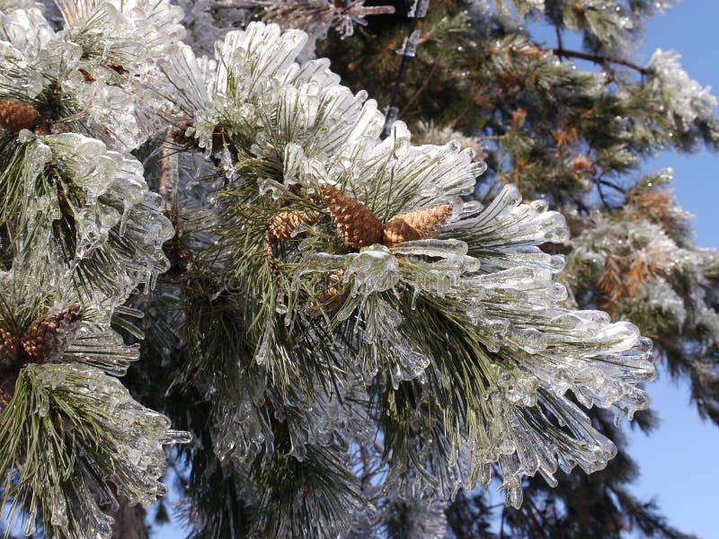 Ice covered tree stock image. Image of storm, toronto - 36399515