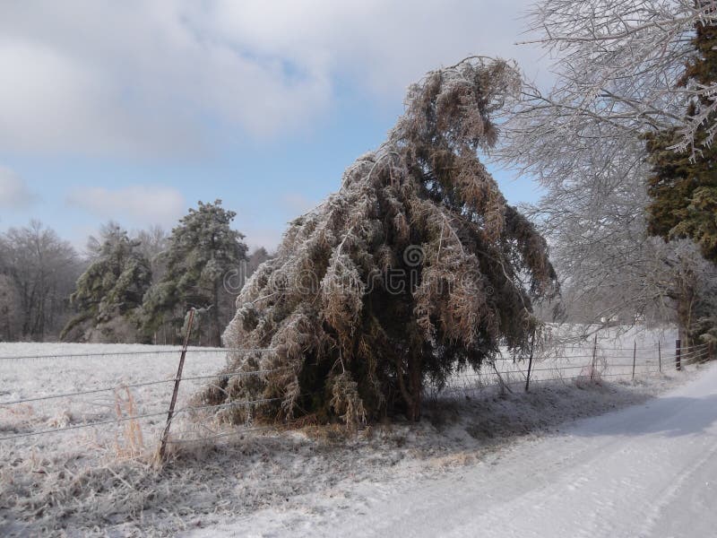 Ice covered tree stock photo. Image of tree, cold, winter - 64632134