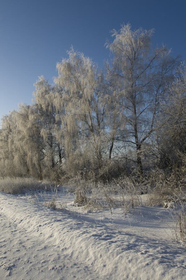 Ice Covered Trees stock image. Image of park, environment - 12672471