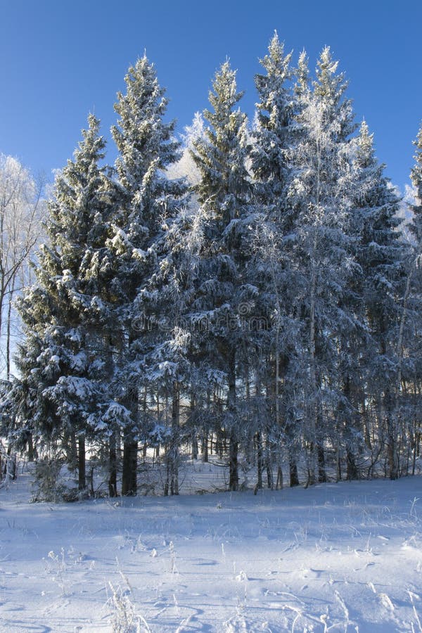 Ice Covered Trees stock photo. Image of trees, covered - 12672544