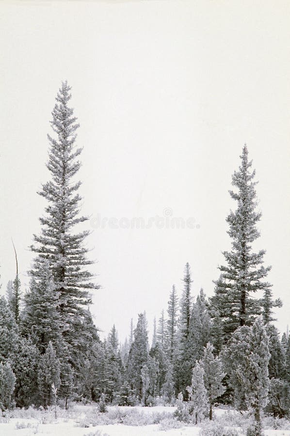Ice-covered trees stock photo. Image of evergreen, exposure - 378064