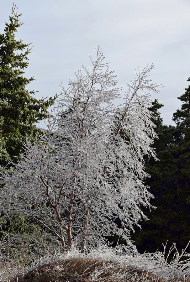 Ice Covered Trees in a Forest Stock Photo - Image of background, leaves ...