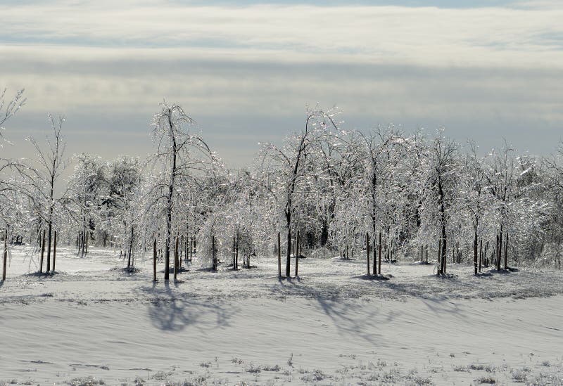 Ice Covered Trees in the Park Stock Image - Image of detail, december ...
