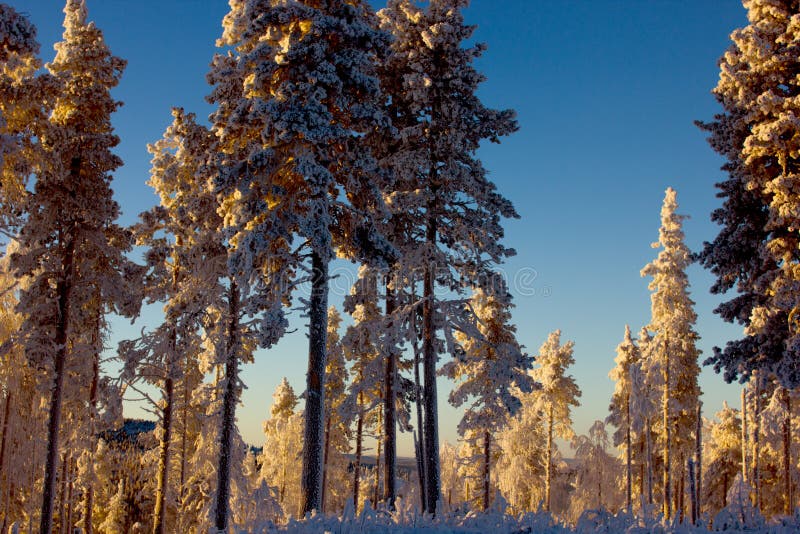 Ice-covered Trees in Very Cold Finnish Lapland Stock Photo - Image of ...
