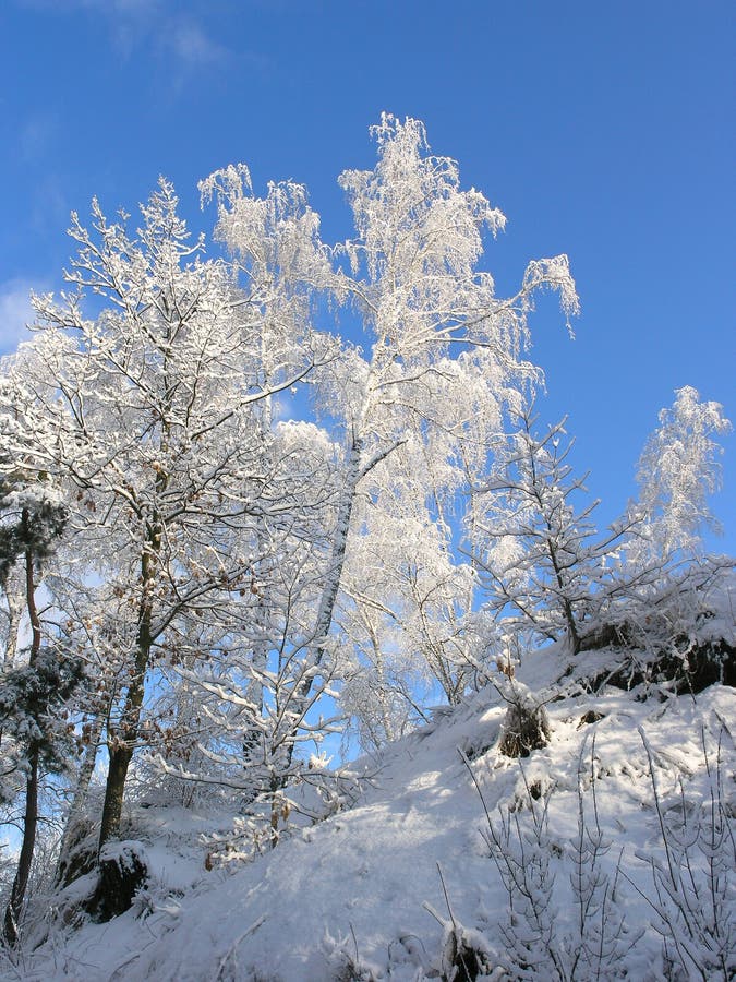 Ice Covered Trees in Winter Stock Photo - Image of freezing, blue: 3852740