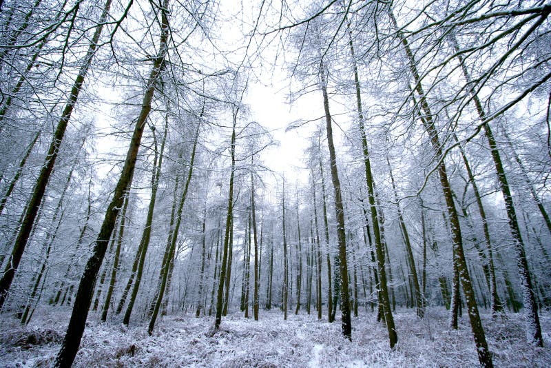 Ice covered wooded forest. stock photo. Image of cyprus - 3292858