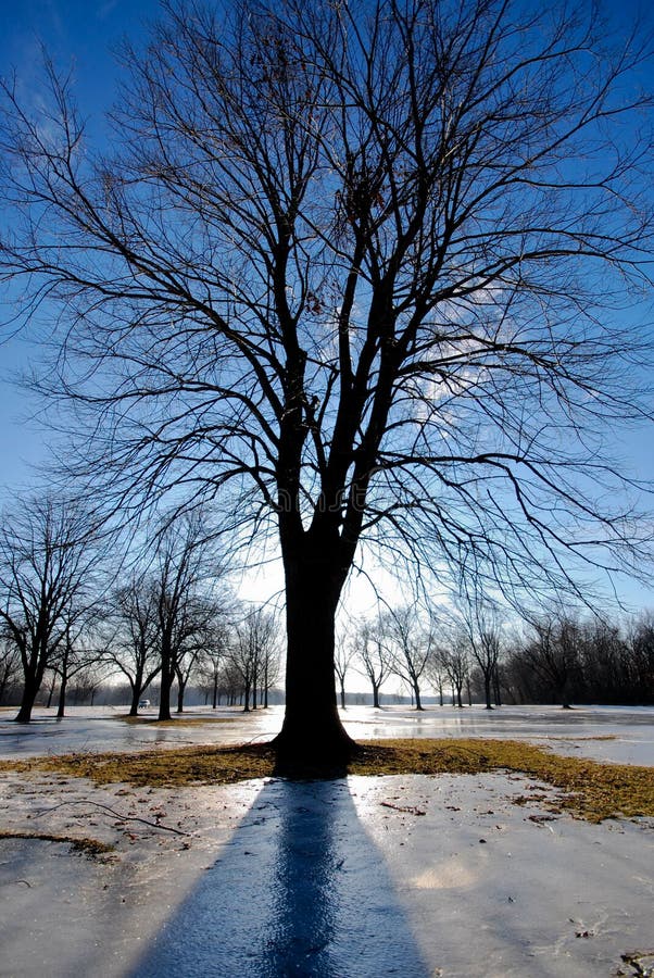 Ice Covers Most of the Ground Below a Tree Stock Photo - Image of cold ...