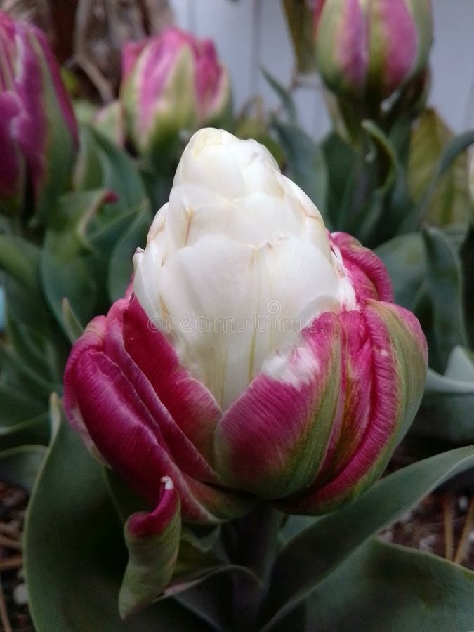 Ice cream tulip stock image. Image of fancy, flower - 261251947