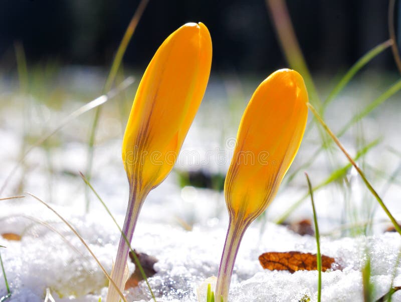 Ice crocuses stock image. Image of bloom, crocus, flowers - 13319687