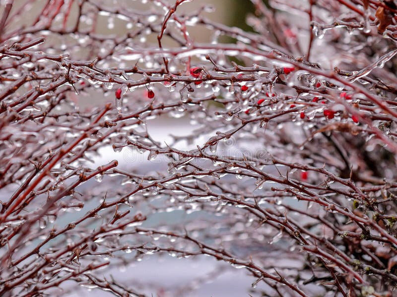Ice crust on bush branches stock photo. Image of branch - 136290590