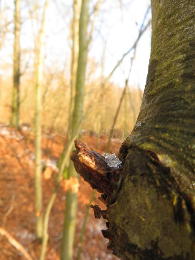 Ice crystal and branch stock photo. Image of forest - 110215892
