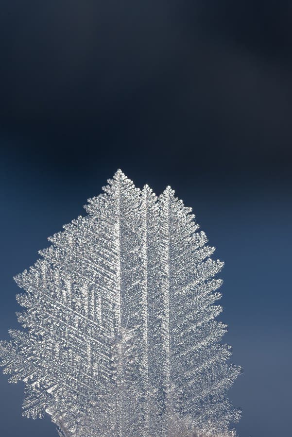 Ice Crystal Macro in Shape of Three Trees Stock Photo - Image of ...