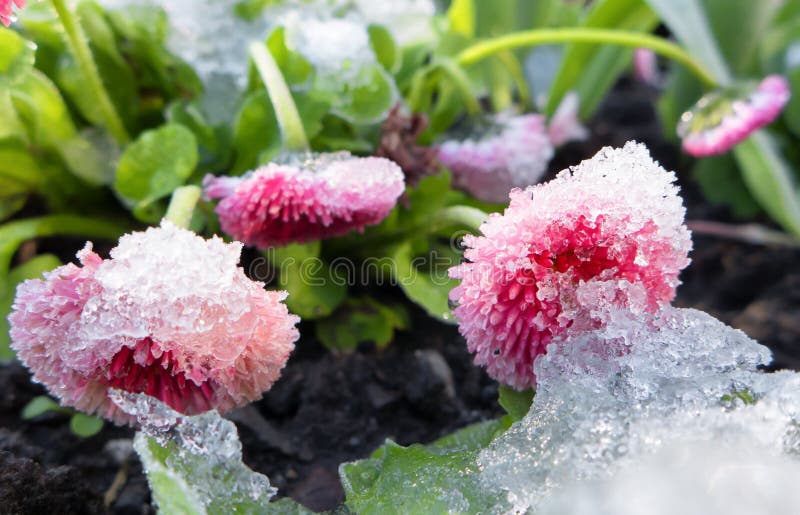 Ice crystals on flower stock photo. Image of detail, drops - 75375692