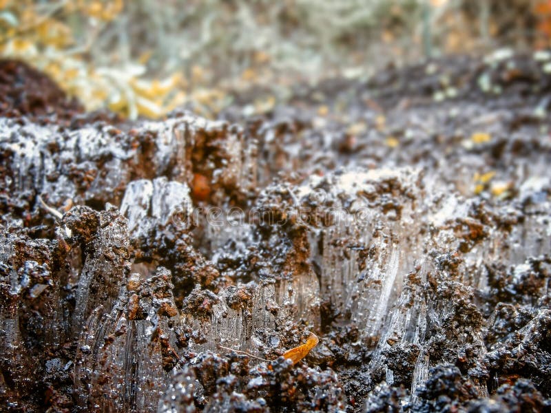 Ice Crystals on Forest Floor Macro Stock Image - Image of sunbeam ...