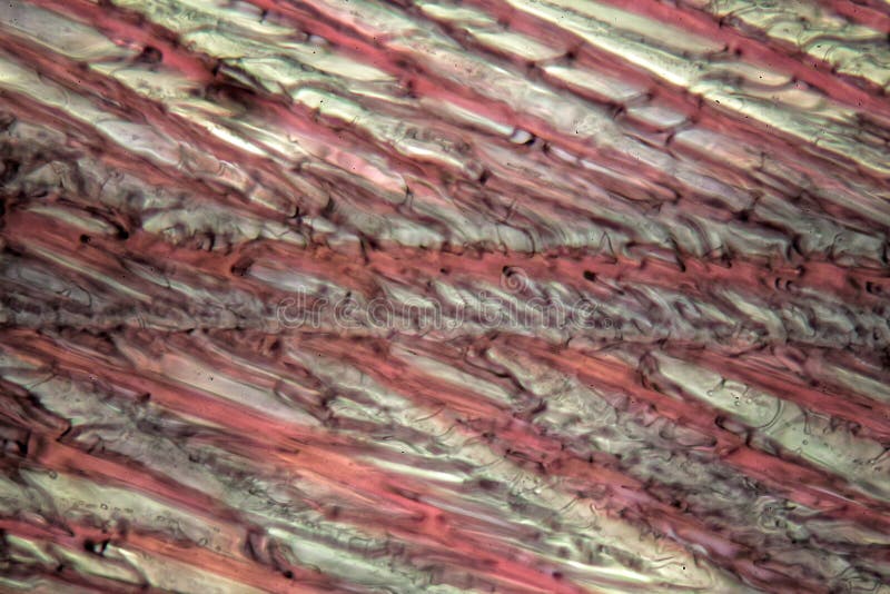 Ice Crystals of Frozen Red Grape Juice Stock Image - Image of fluid ...