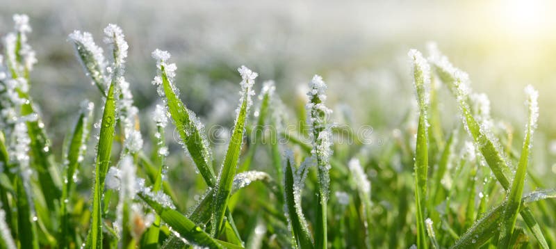 Ice Crystals on Green Grass Close Up. Stock Photo - Image of macro ...
