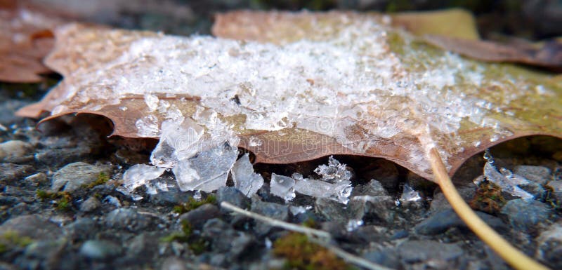 Ice Crystals on a Maple Leaf Stock Photo - Image of maple, brown: 7452072