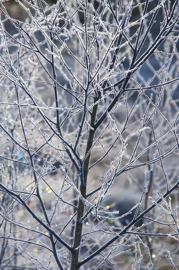 Ice crystals on a tree stock photo. Image of background - 27804876