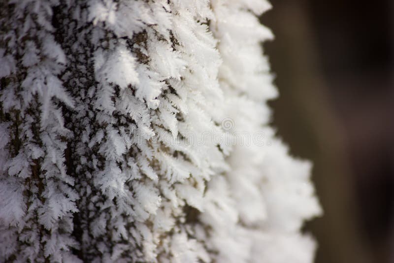 Ice Crystals on Tree Branch Stock Photo - Image of hoarfrost, small ...