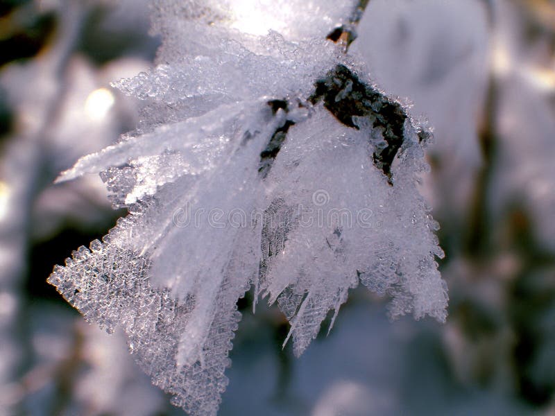 Ice Crystals on a Tree Branch Stock Photo - Image of white, water: 85580594