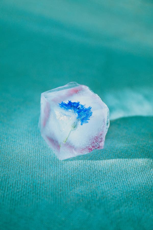 Ice Cube with a Small Blue Flower Stock Photo - Image of coctail ...