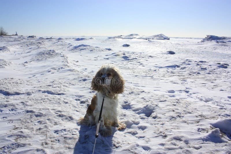 Ice Dog stock photo. Image of puppy, light, doggie, true - 18060280