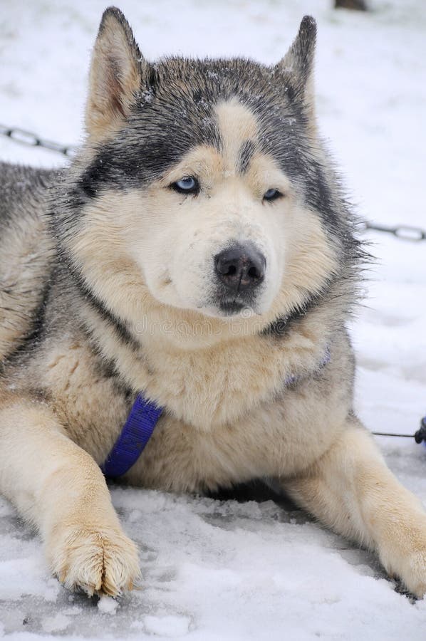Ice dog (siberian husky) stock photo. Image of nose, ears - 15265334