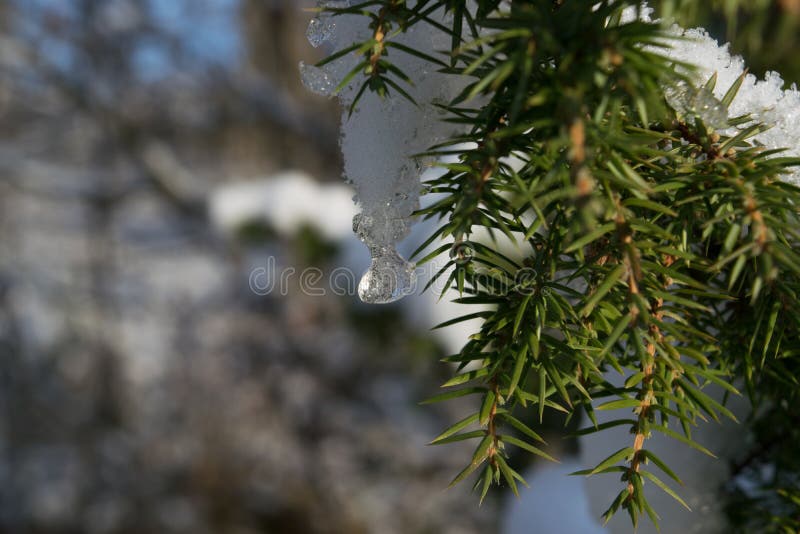 Ice drop on branch stock image. Image of natural, december - 63660219