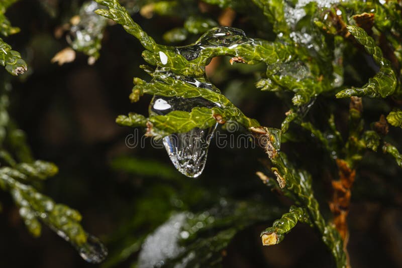 Ice drop on cedar stock image. Image of plant, frozen - 179284495