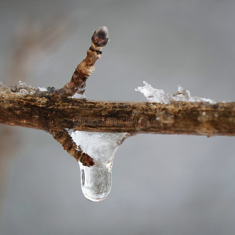 Ice drop stock image. Image of frozen, stick, little - 138405821