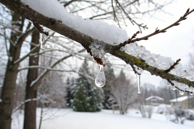 Ice Drop on Snowy Tree Branch Stock Illustration - Illustration of ...