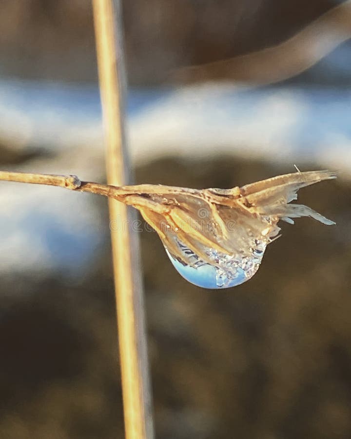 Ice Drop on a Straw in the Nature Stock Photo - Image of leaf, animal ...
