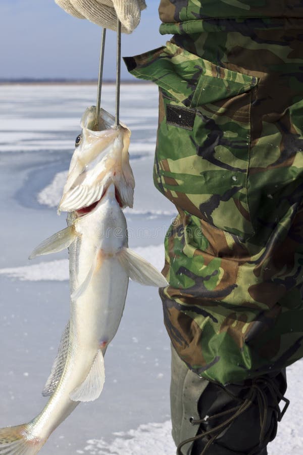 Ice Fishing. stock photo. Image of fisherman, northern - 23808864