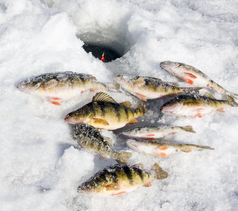 Perch ice fishing stock photo. Image of bobber, snow - 17604968