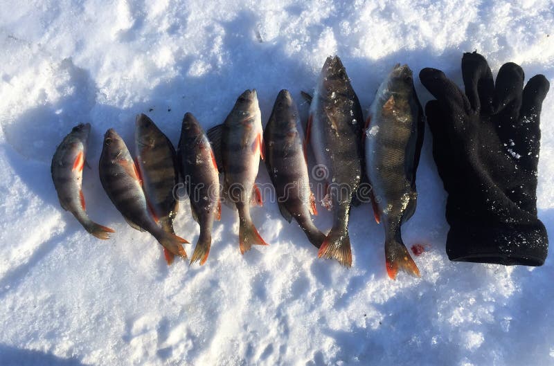 Fishing stock photo. Image of fishing, norway, sport - 55009754