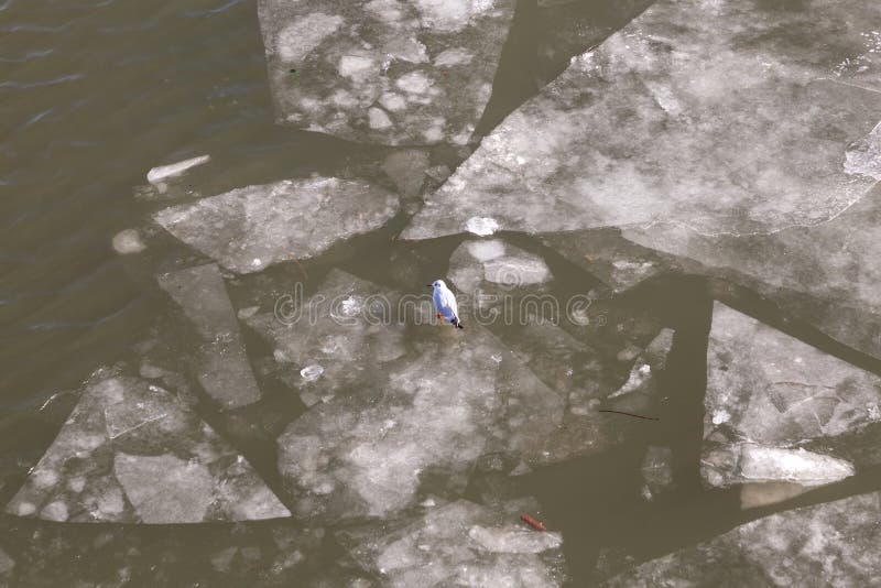 Ice Floes on the River with Pigeon, Texture Stock Photo - Image of ...