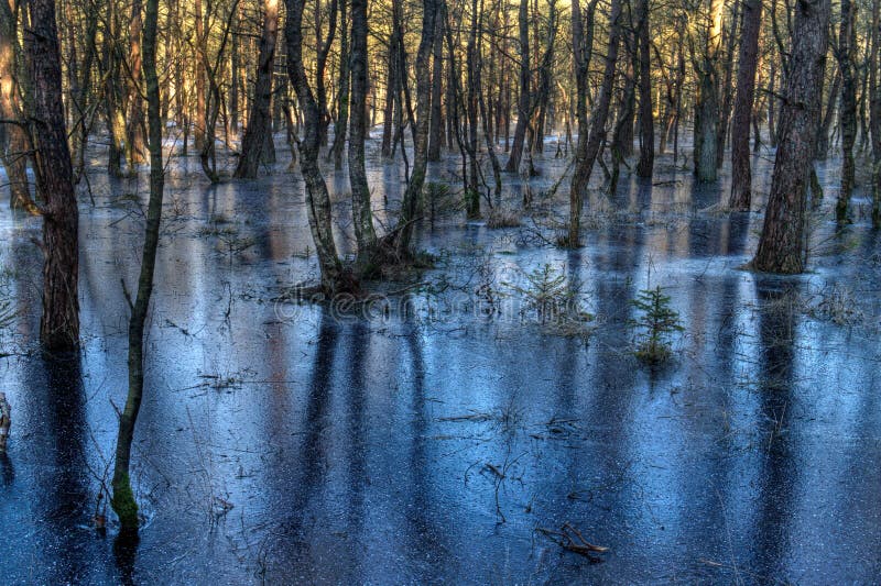 Ice in flooded forest stock image. Image of reflected - 111514497
