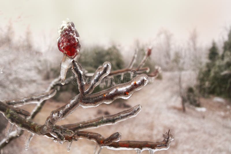 Ice flower stock photo. Image of crystal, nature, covered - 34604870