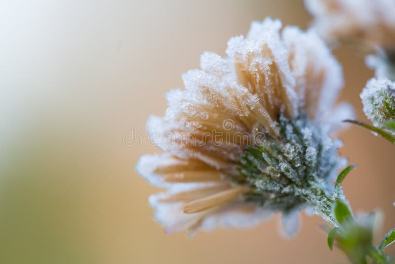 Ice flower stock photo. Image of flower, frost, frosty - 90480732