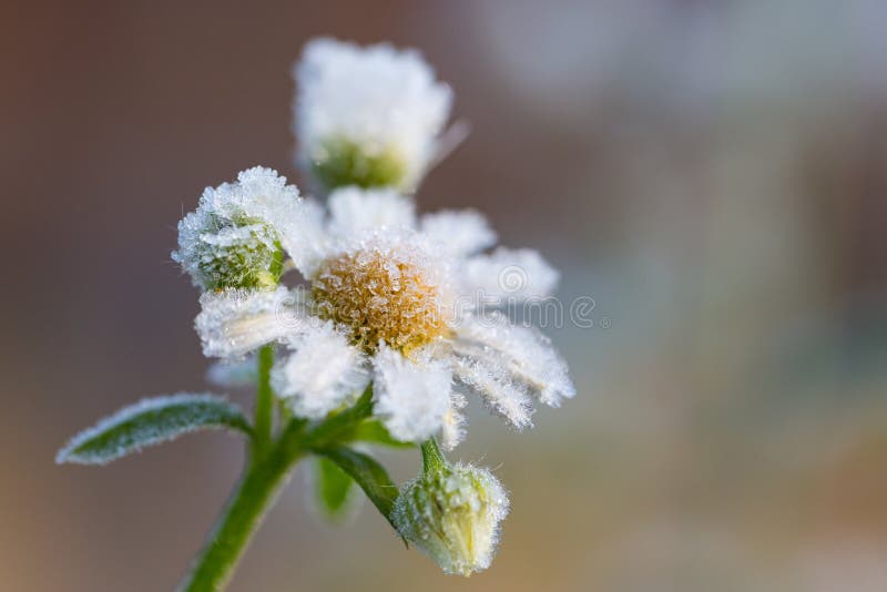 Ice flower stock photo. Image of winter, flowers, iceflowers - 90480752