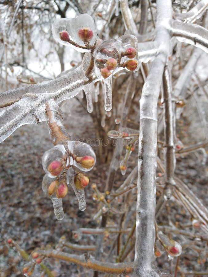 Ice flower stock image. Image of icey, nice, winter - 137849895