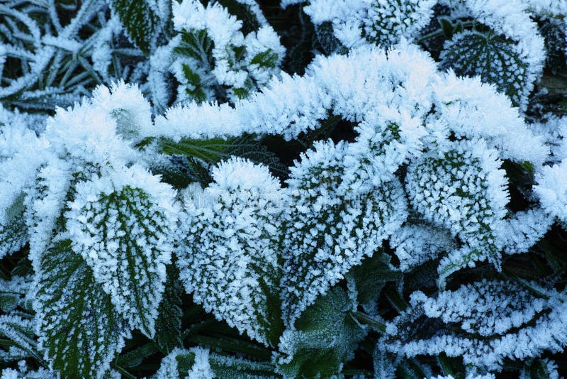 Ice flowers stock photo. Image of geometry, plant, chill - 83380812