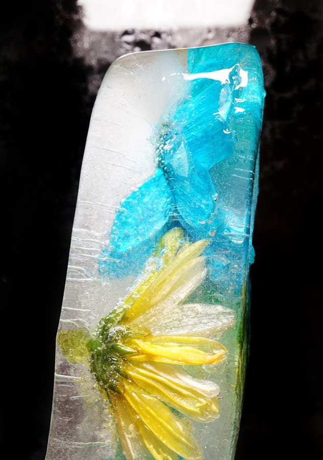 Ice Flowers Frozen Flower Heads Frozen in a Solid Block of Frozen Water ...